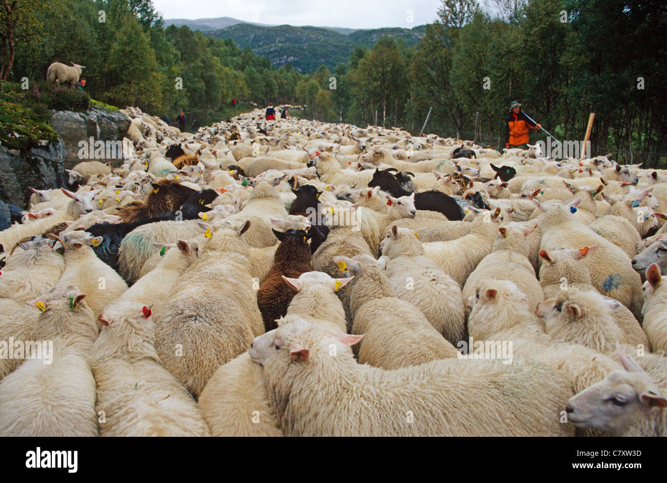Sheep round up in Sirdal Stock Photo - Alamy