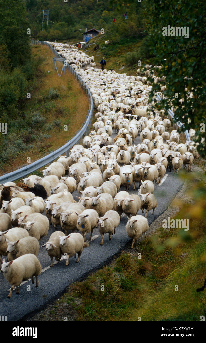 Sheep round up in Sirdal Stock Photo - Alamy