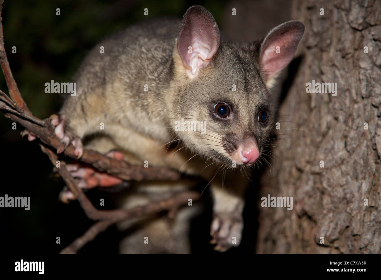Australian Brushtail Possum active at night Stock Photo - Alamy