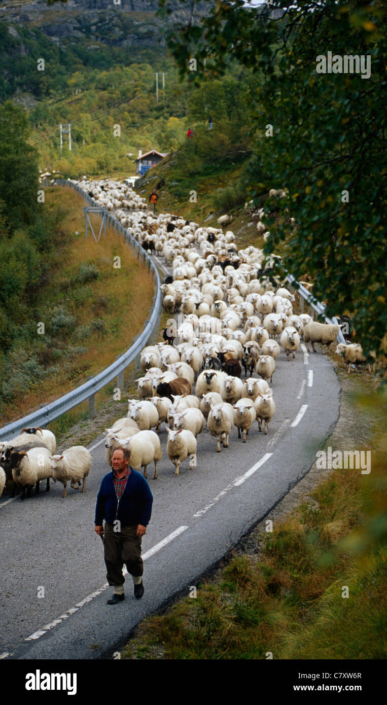 Sheep round up in Sirdal Stock Photo - Alamy