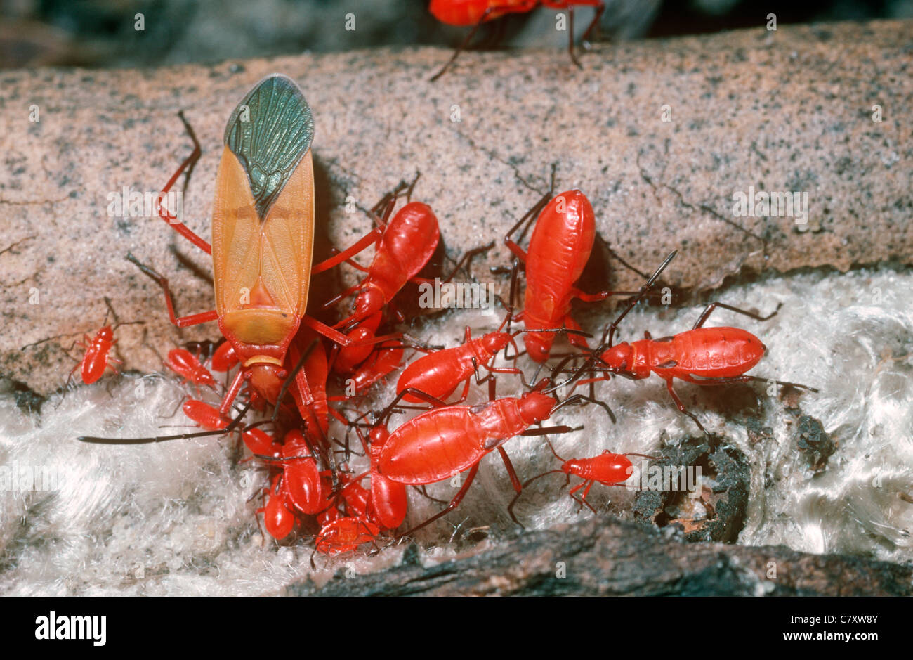 Cotton Stainer bugs (Dysdercus flavidus) warningly coloured adult and ...