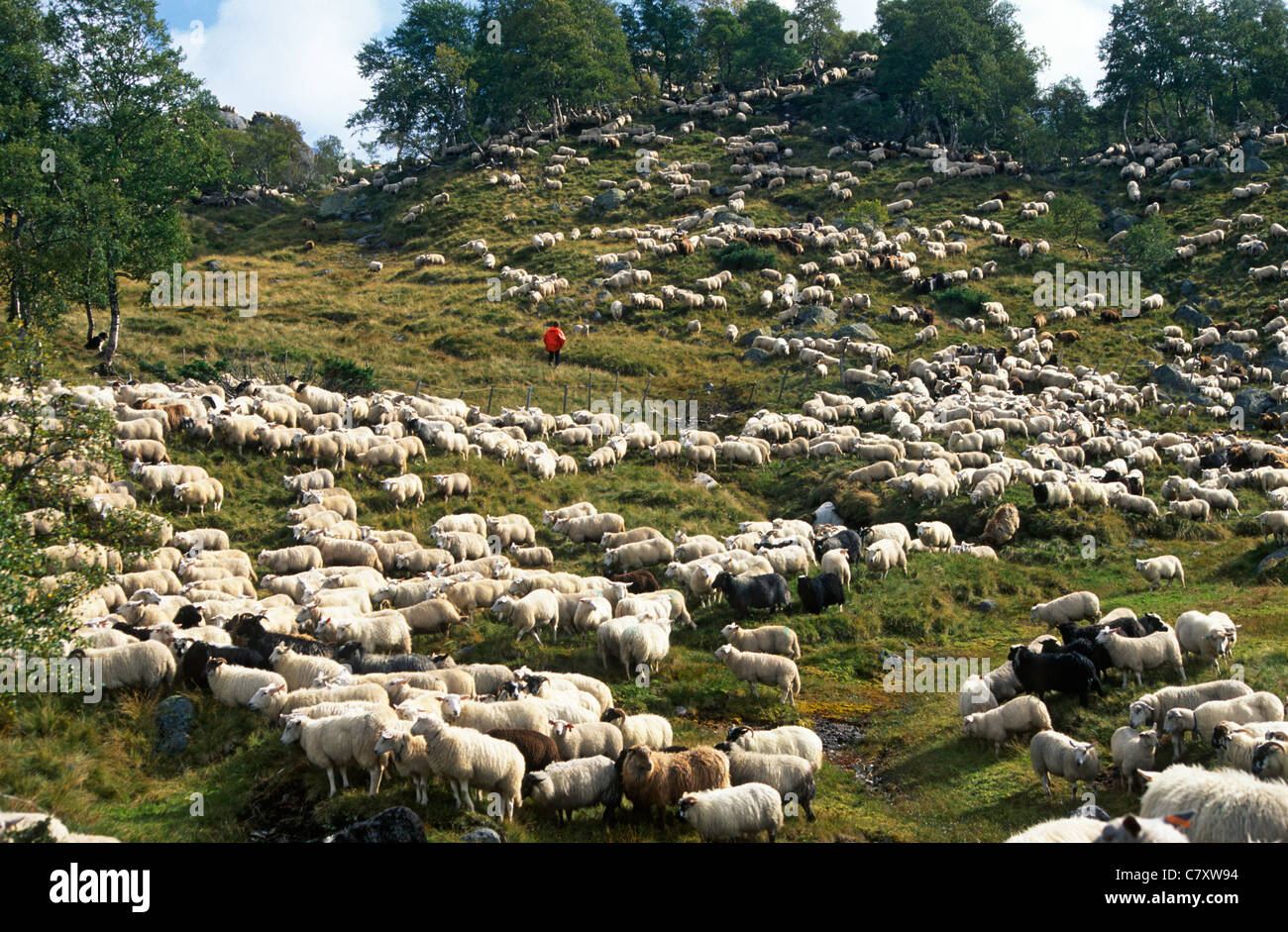 Sheep round up in Sirdal Stock Photo - Alamy