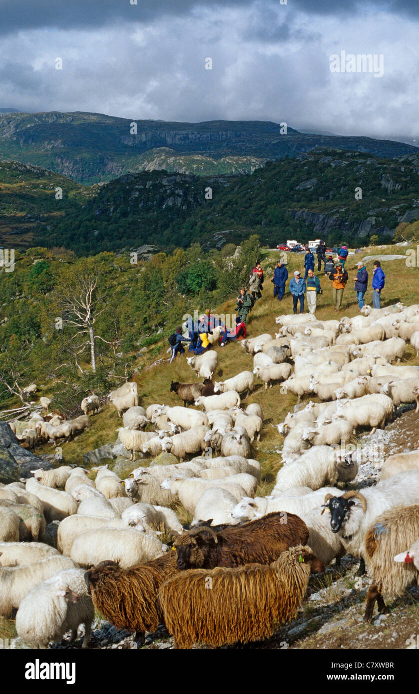 Sheep round up in Sirdal Stock Photo - Alamy