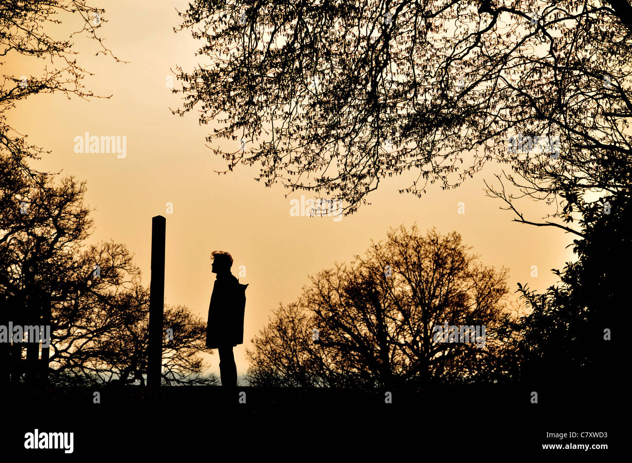 silhouette of man with trees Stock Photo - Alamy