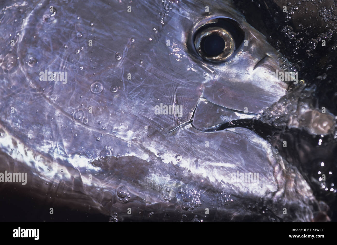 Thunnus species hi-res stock photography and images - Alamy