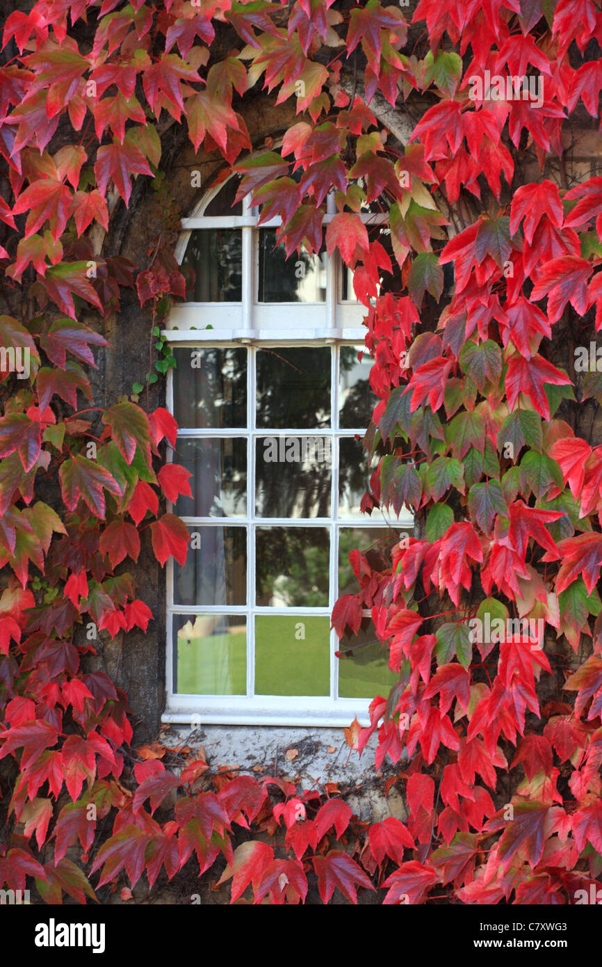 St Johns College window surrounded by red virginia creeper, Cambridge ...