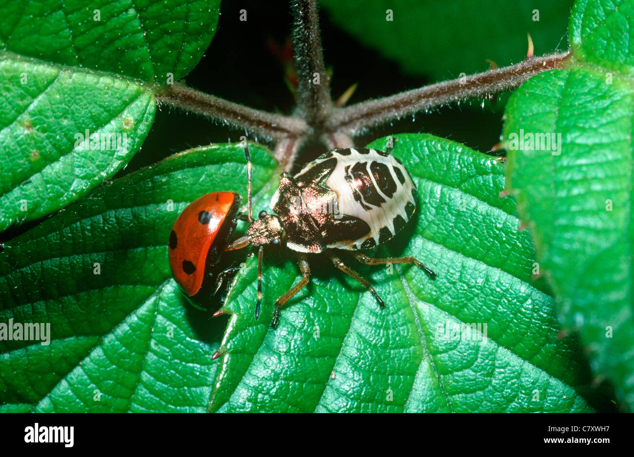 Stealthy shield bug (Troilus luridus: Hemiptera: Pentatomidae) nymph ...