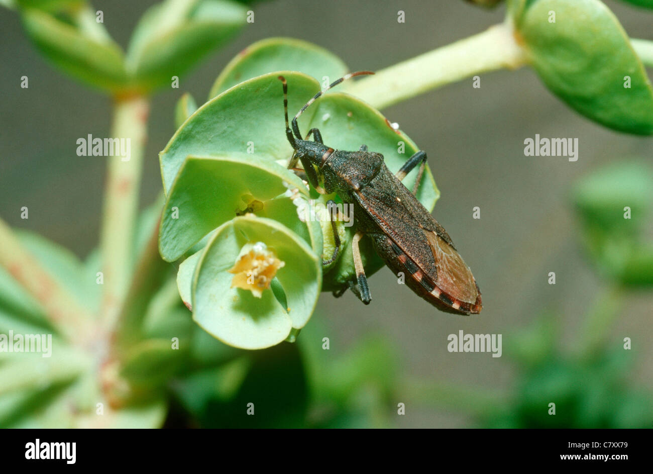Spurge bug (Dicranocephalus agilis: Stenocephalidae) feeding from sea ...