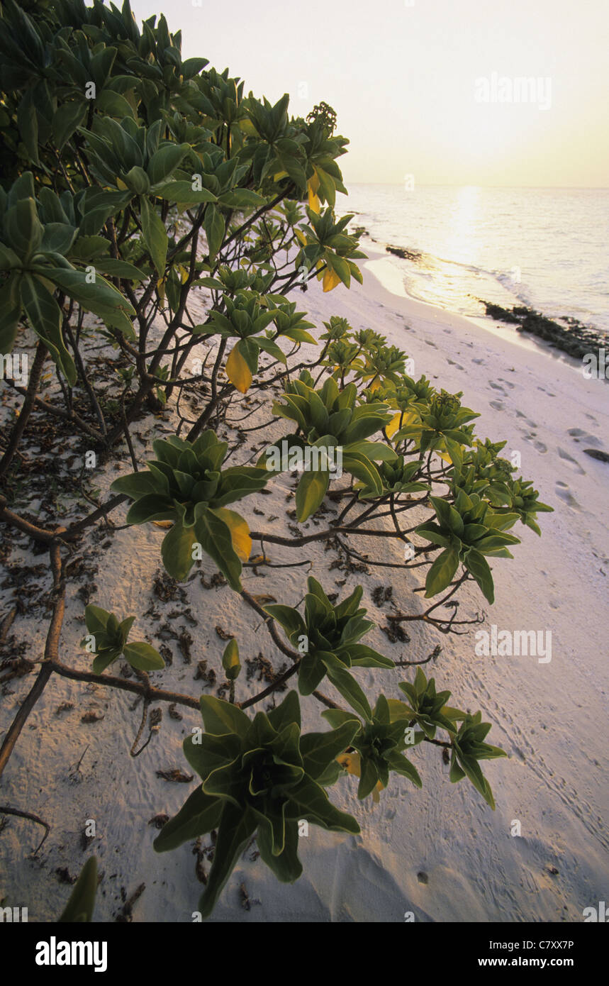 Maldives, Soneva Fushi Island, Mutha Stock Photo - Alamy