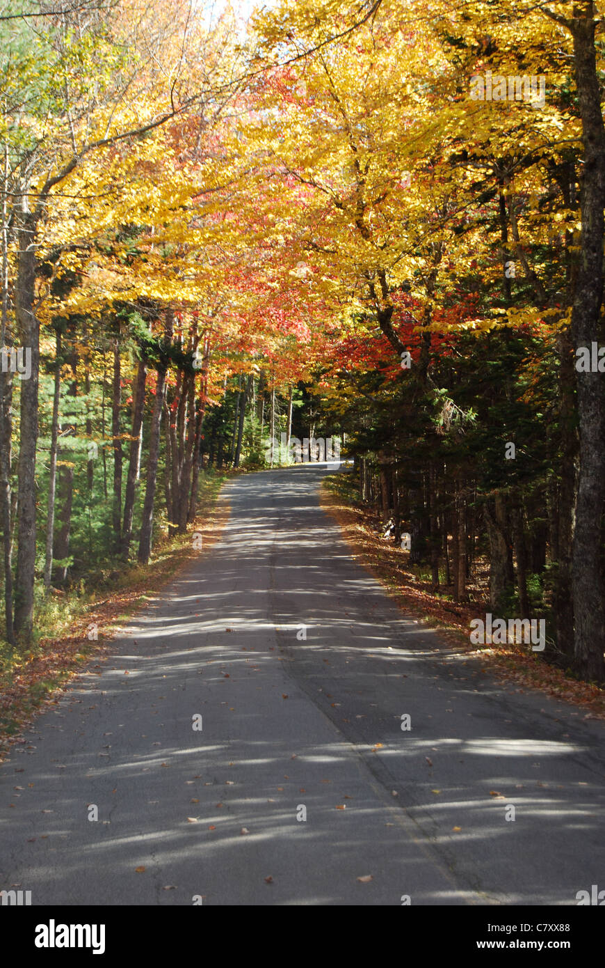 Tree trees foliage hi-res stock photography and images - Alamy