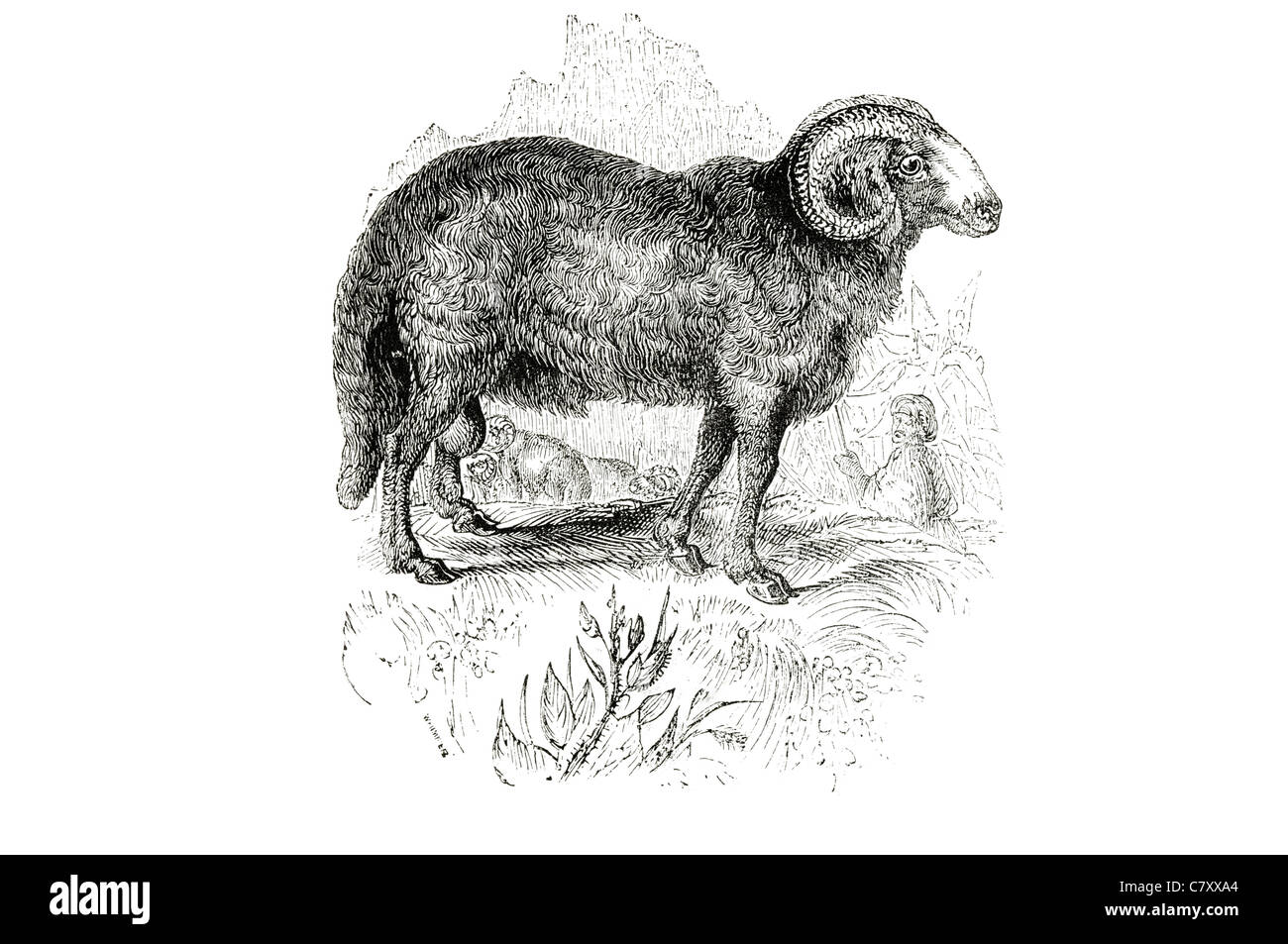 Sheep shearing antique drawing hi-res stock photography and images - Alamy