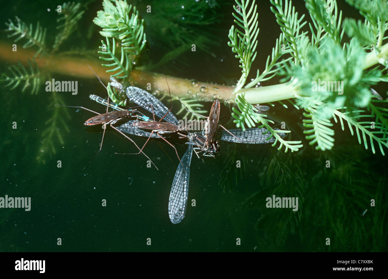 Toothed pondskater, a bug (Gerris odontogaster: Gerridae), feeding on a ...