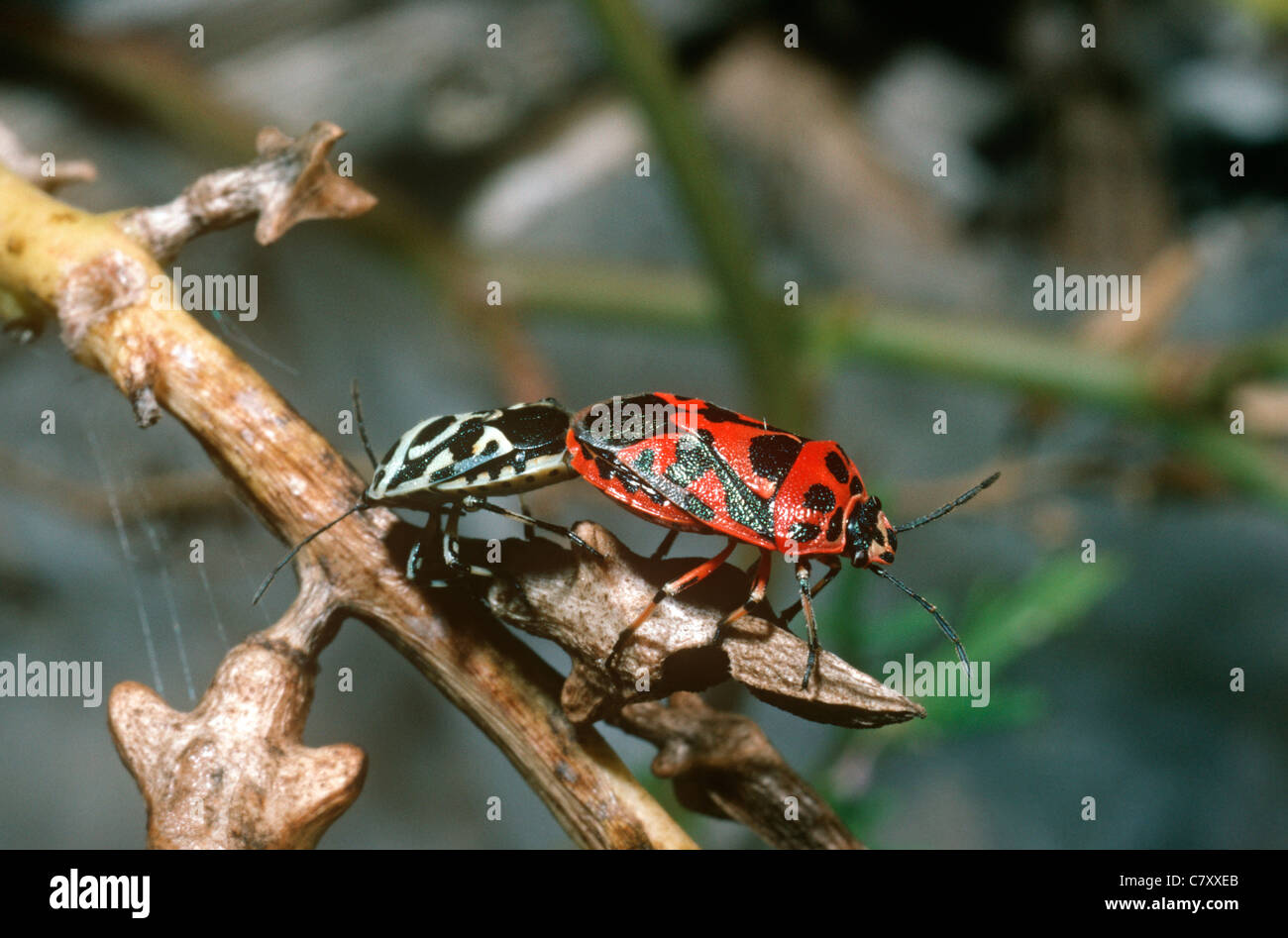 Shield or stink bug (Eurydema ornatum / ornata: Pentatomidae), warningly coloured mating pair ...