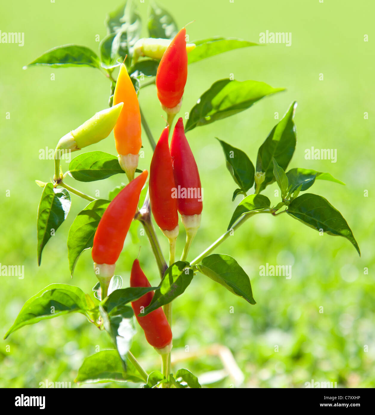 chili plant growing in flield Stock Photo - Alamy