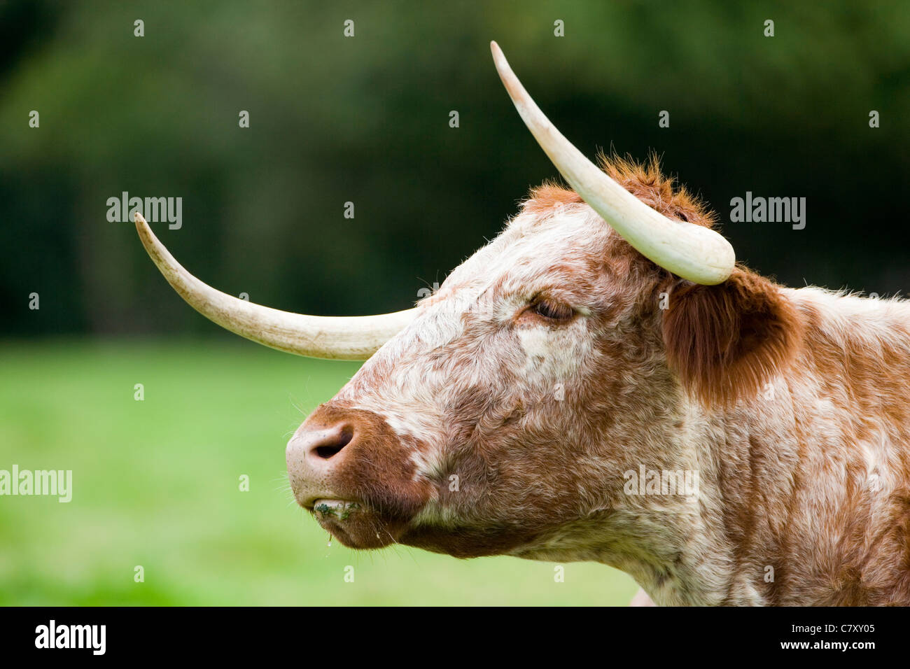 Long Horned Cow Stock Photo - Alamy