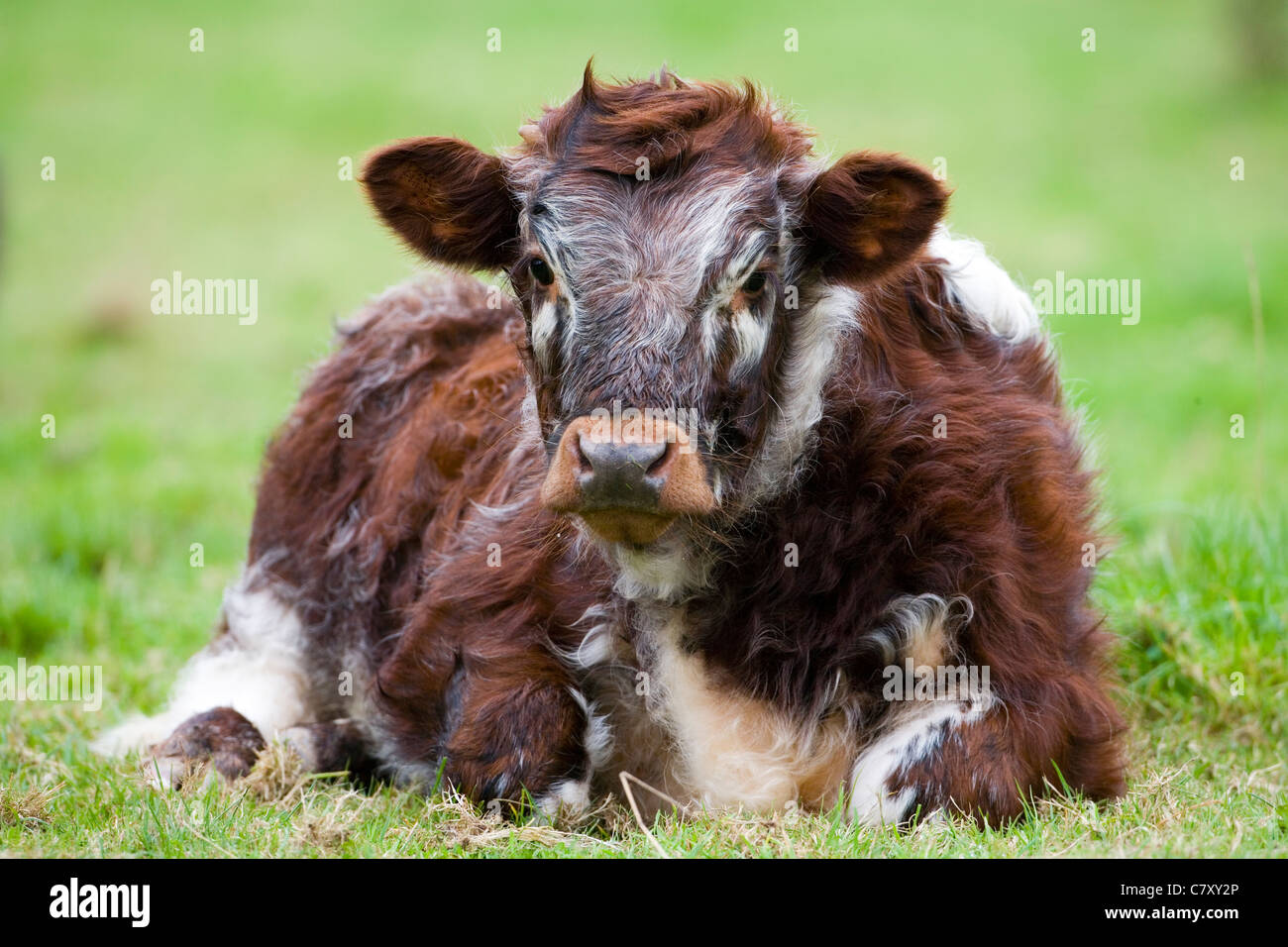 Long Horned Cow Stock Photo - Alamy