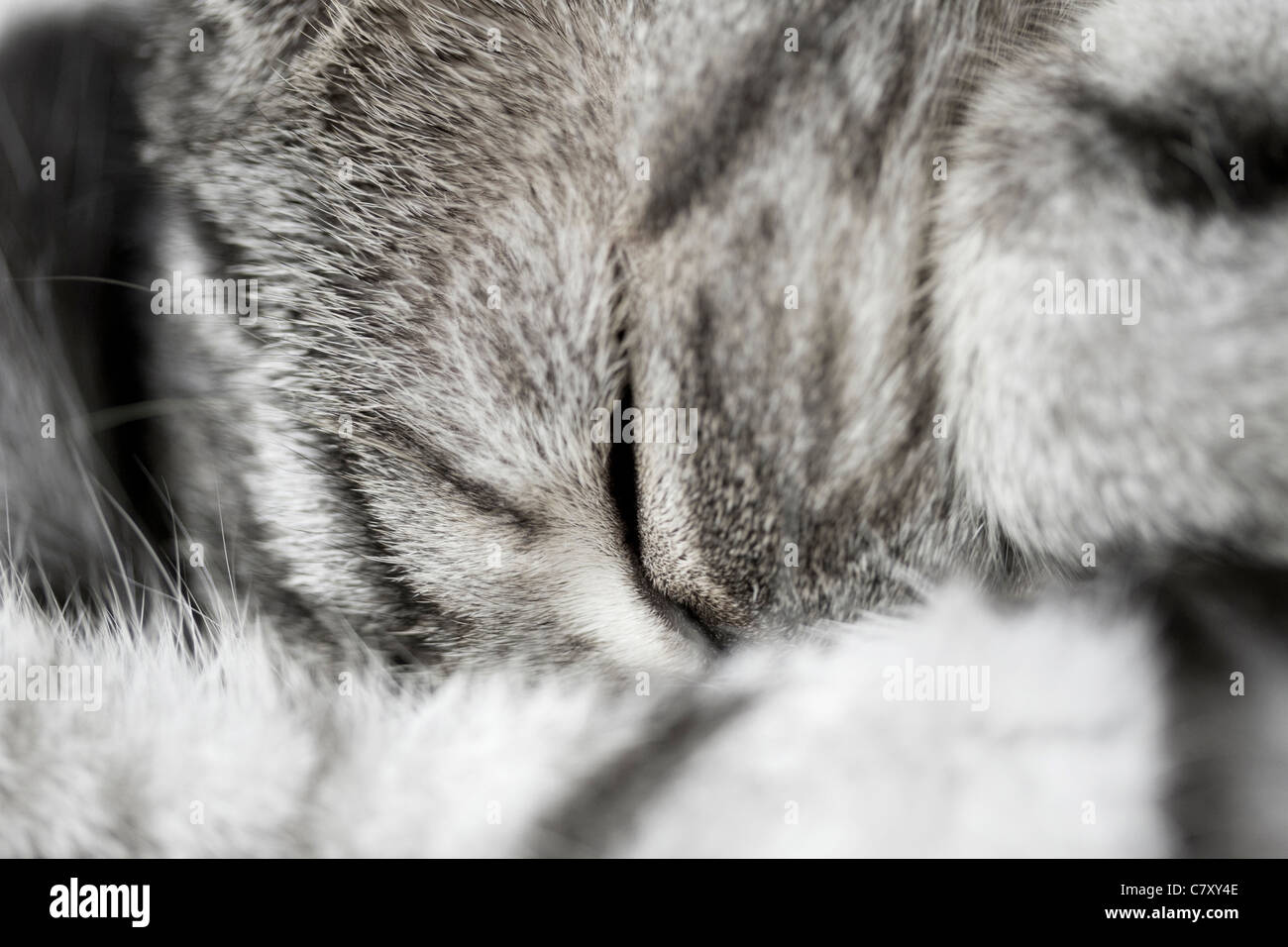 Curled paws hi-res stock photography and images - Alamy