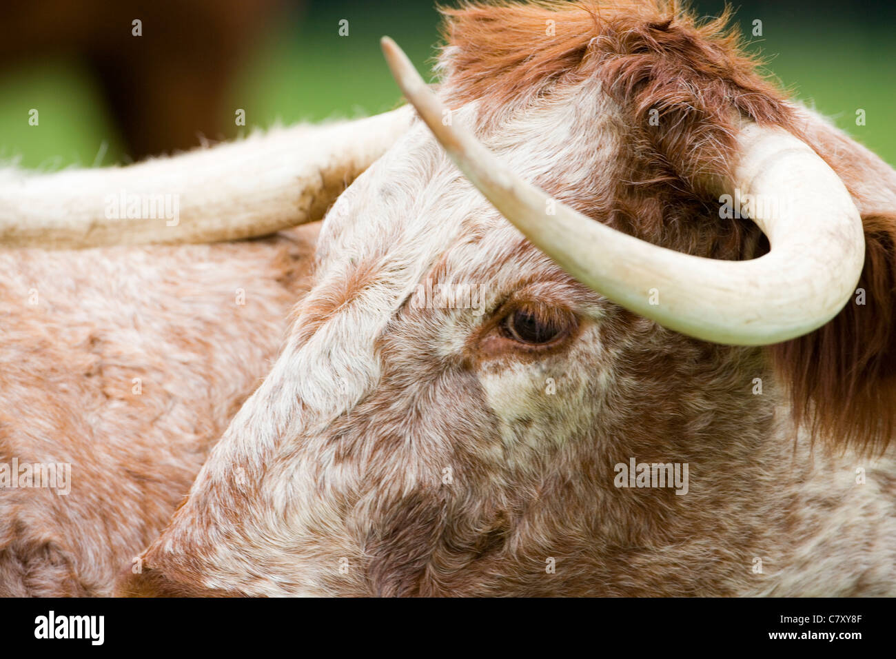 Long Horned Cow Stock Photo - Alamy