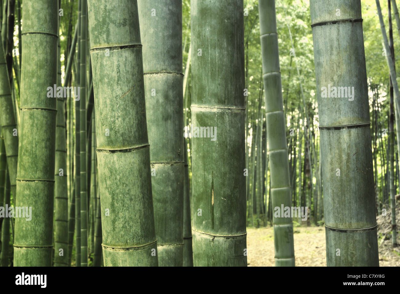 giant green bamboo trees grow up in row in twilight forest; focus on ...