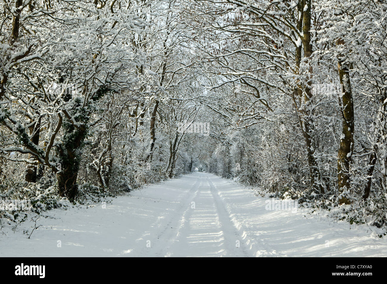 A winter view down a road in the snow with trees on either side Stock ...