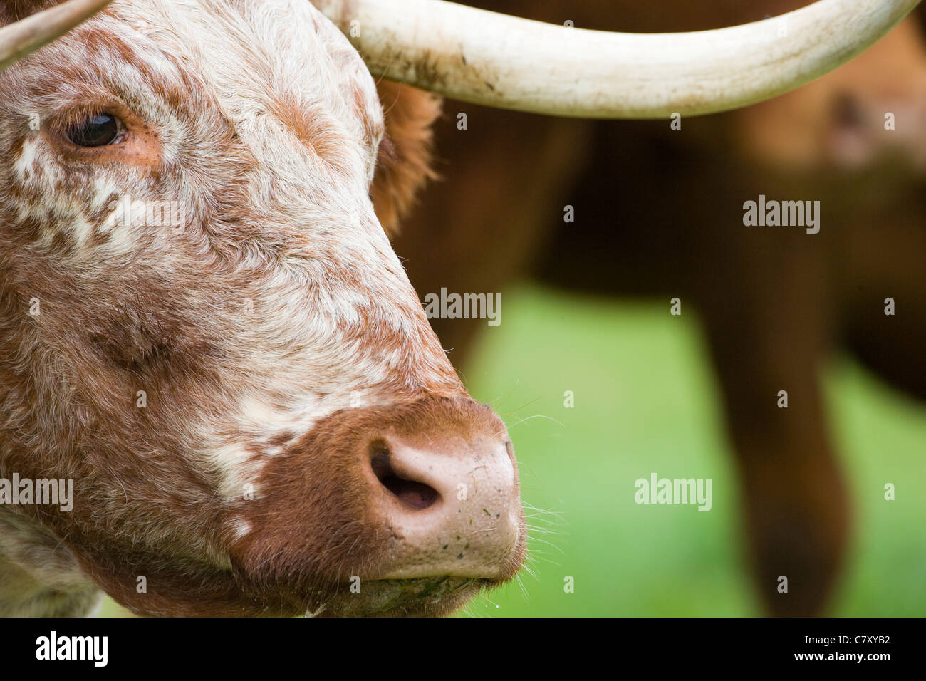 Horned cow uk hi-res stock photography and images - Alamy