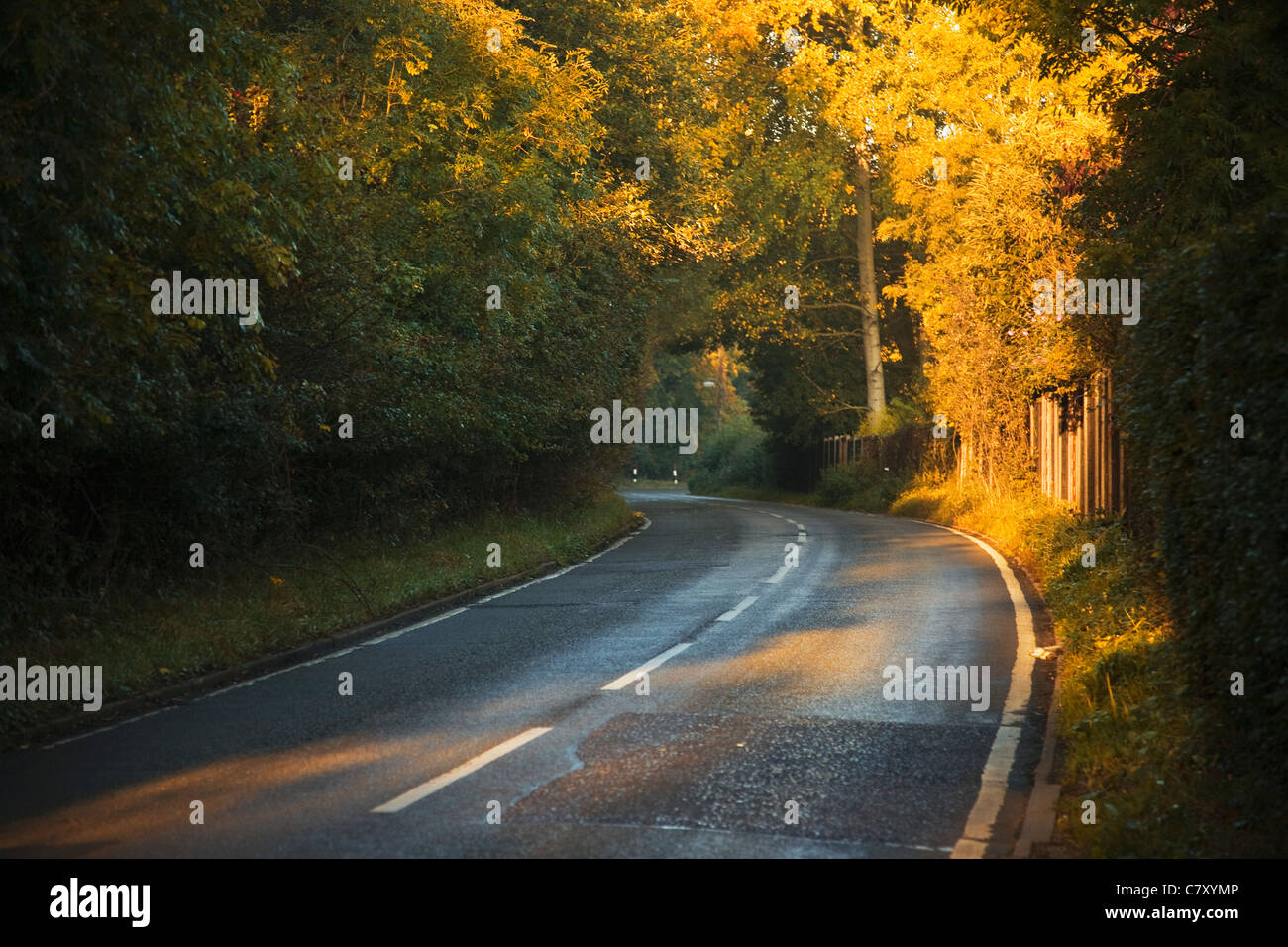 low morning sun shining on a country road Stock Photo - Alamy