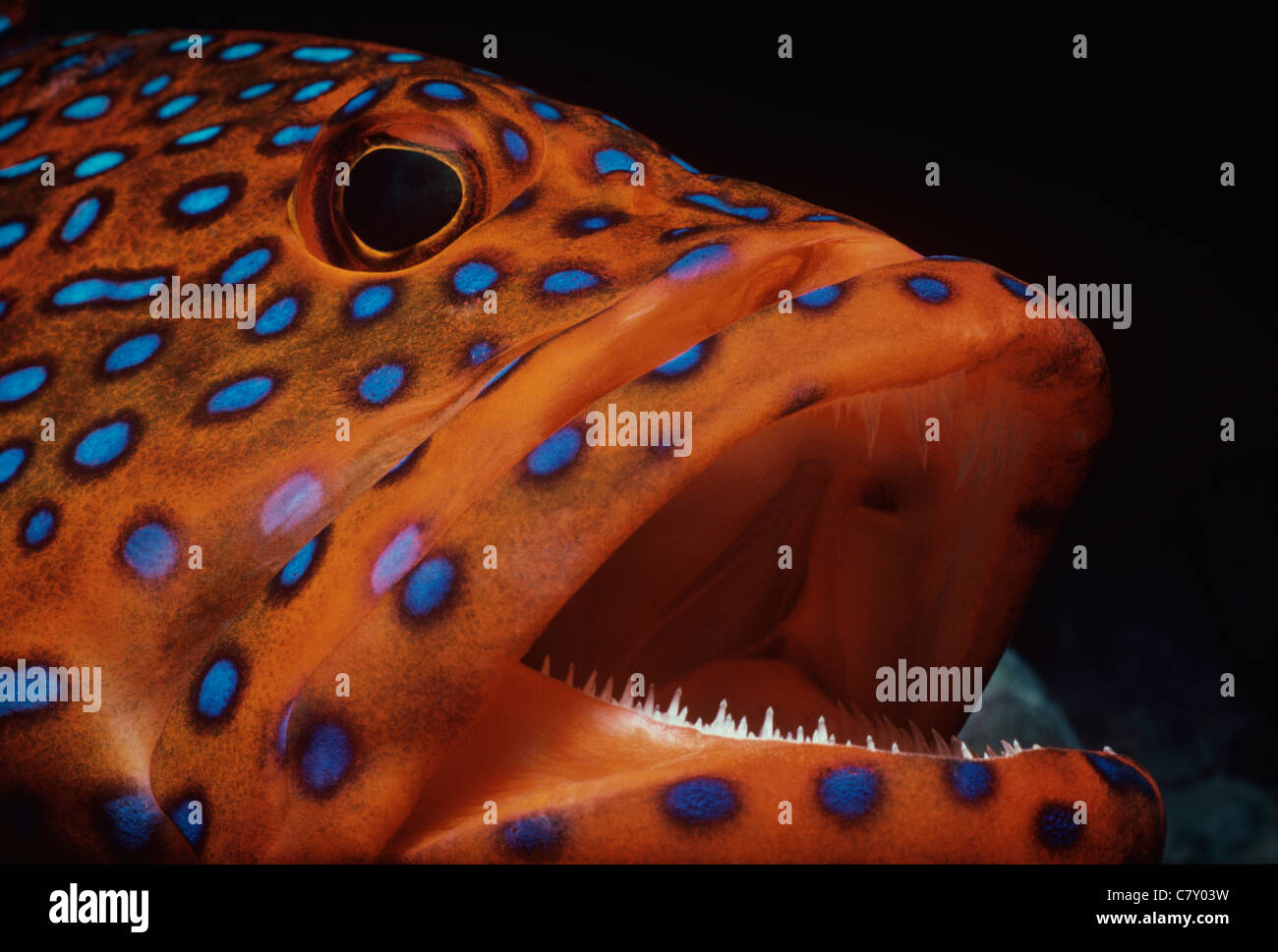 Grouper Fish Teeth High Resolution Stock Photography and Images - Alamy