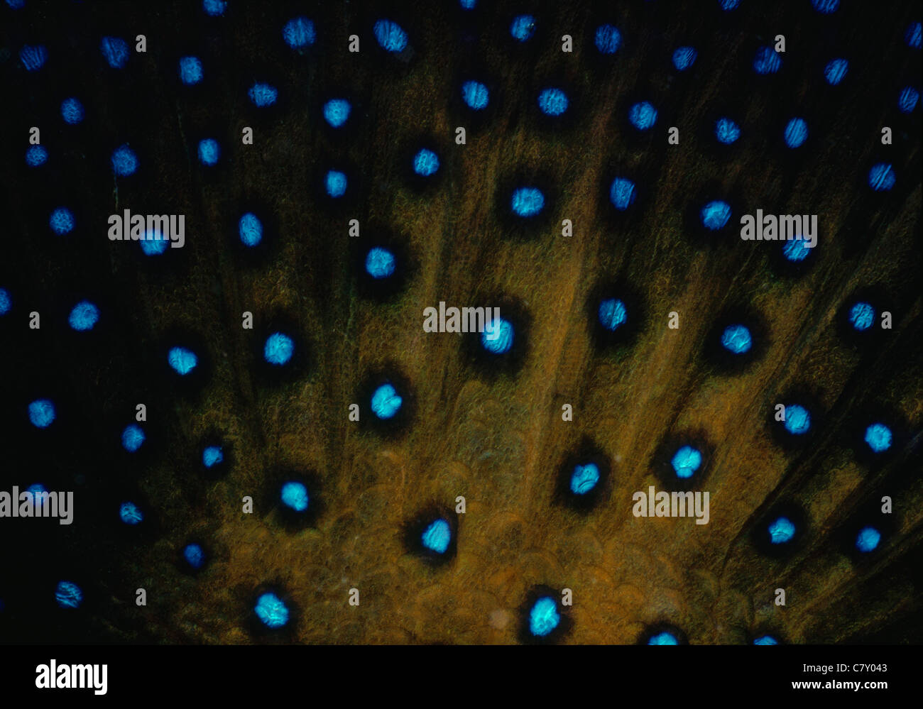 Leopard grouper hi-res stock photography and images - Alamy