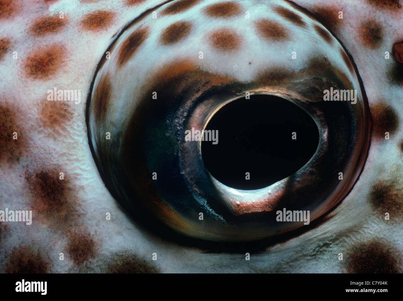 Eye of Brownspotted Grouper (epinephelus chlorostigma). Egypt - Red Sea ...