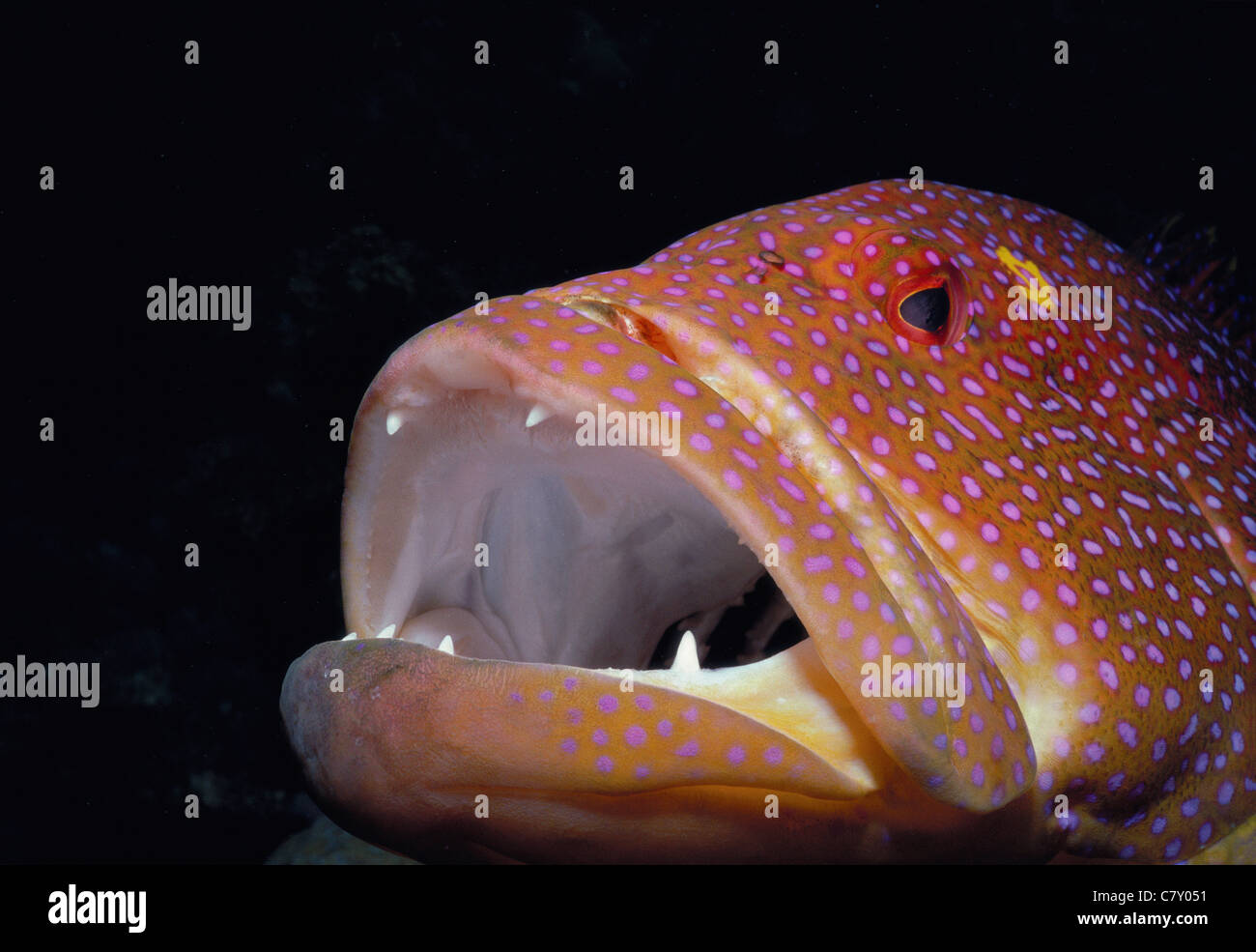 Face of a Lunartail Grouper (Variola louti). Egypt - Red Sea Stock ...