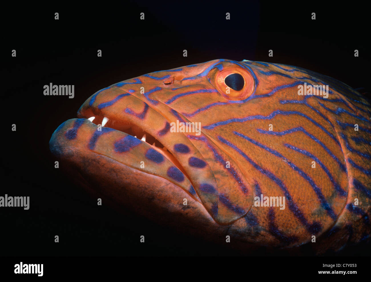 Queensland Grouper Jaw Bone