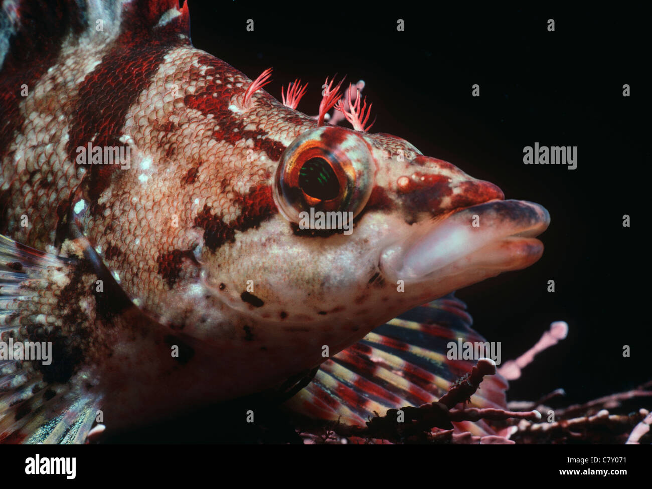 Greenling