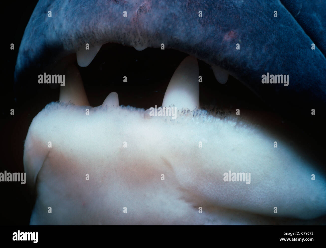 Pacific Sheepshead Fish