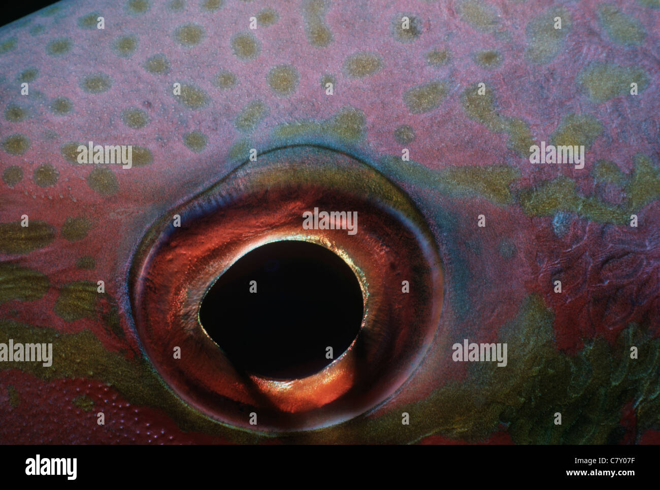 Eye of a Yellowtail Snapper (Ocyurus chrysurus). Bahamas - Caribbean ...