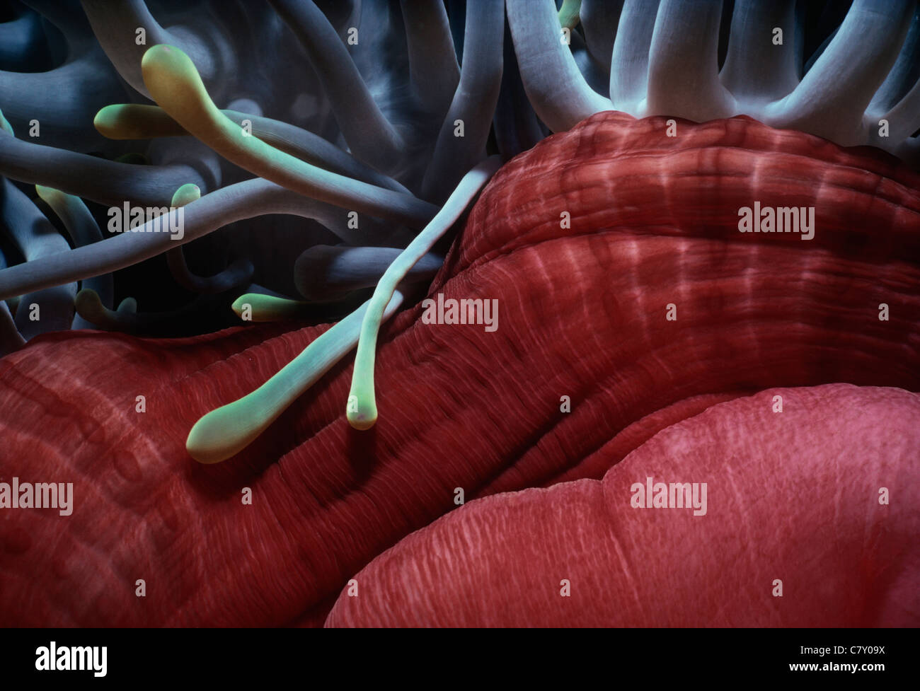 Tentacles of a Magnificent Sea Anemone (Heteractis magnifica). Egypt ...