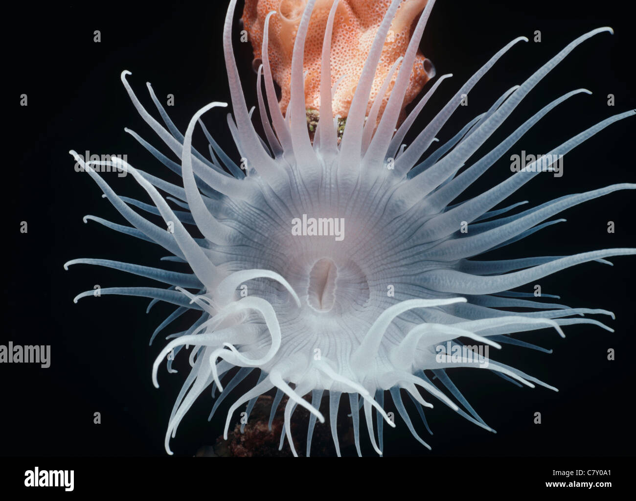 Colonial Anemone (Nemanthus annamensis) open and feeding at night ...