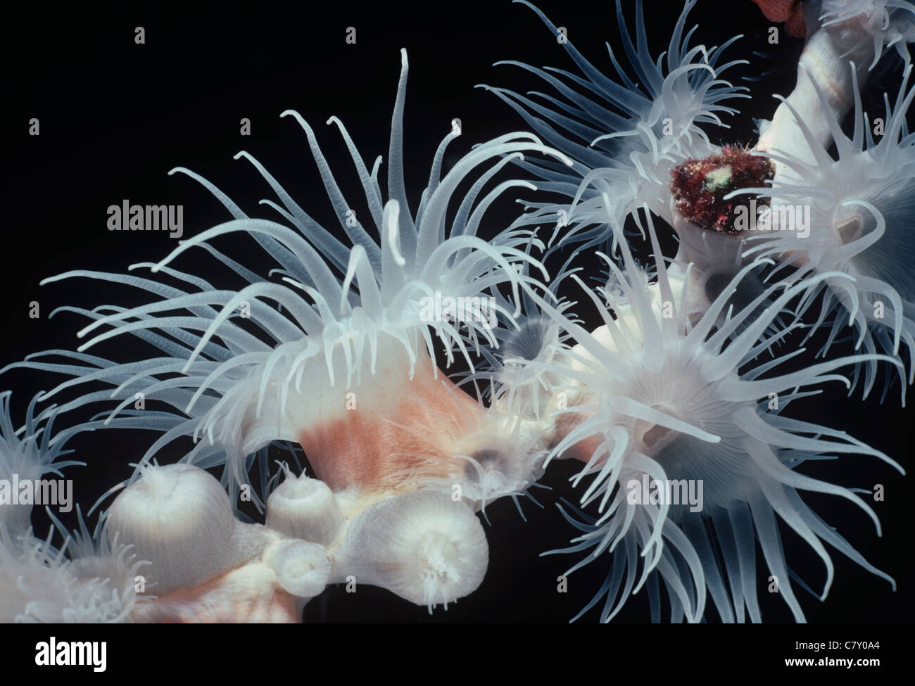 Cnidaria sea anemones hi-res stock photography and images - Alamy
