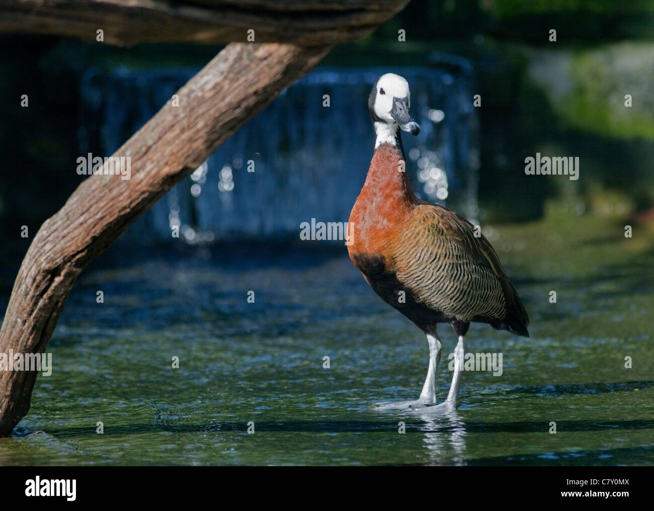 White-Faced Whistling Duck (dendrocygna viduata), UK Stock Photo - Alamy