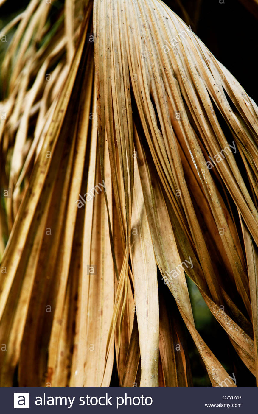 Dried Palm Leaves Stock Photos & Dried Palm Leaves Stock Images - Alamy