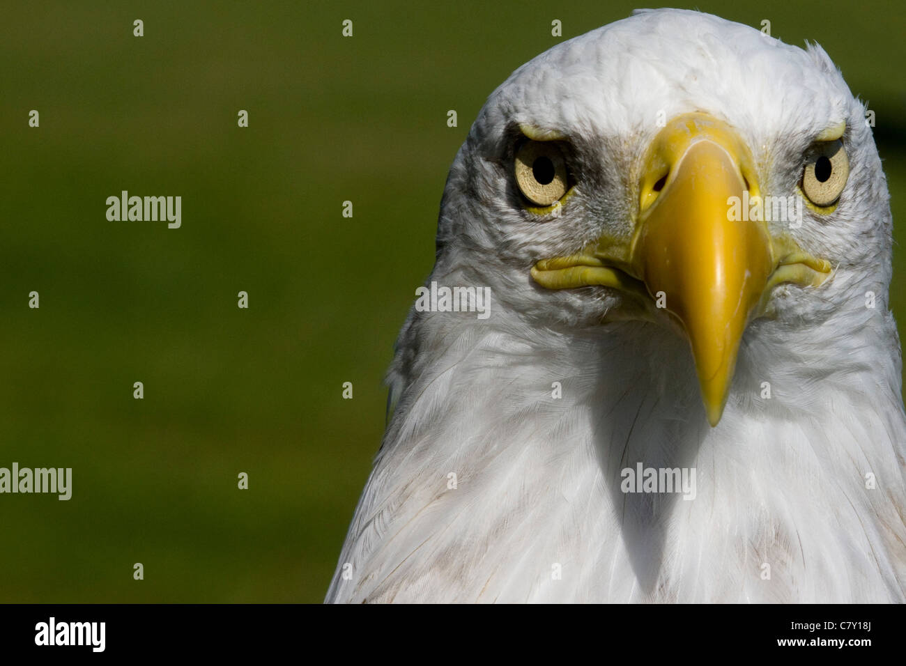 Head Shot of a Female Bald Eagle Haliaeetus Leucocephalus Stock Photo ...