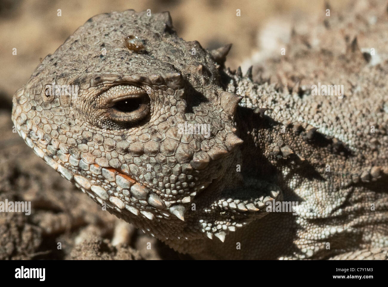 Short horned lizard hi-res stock photography and images - Alamy