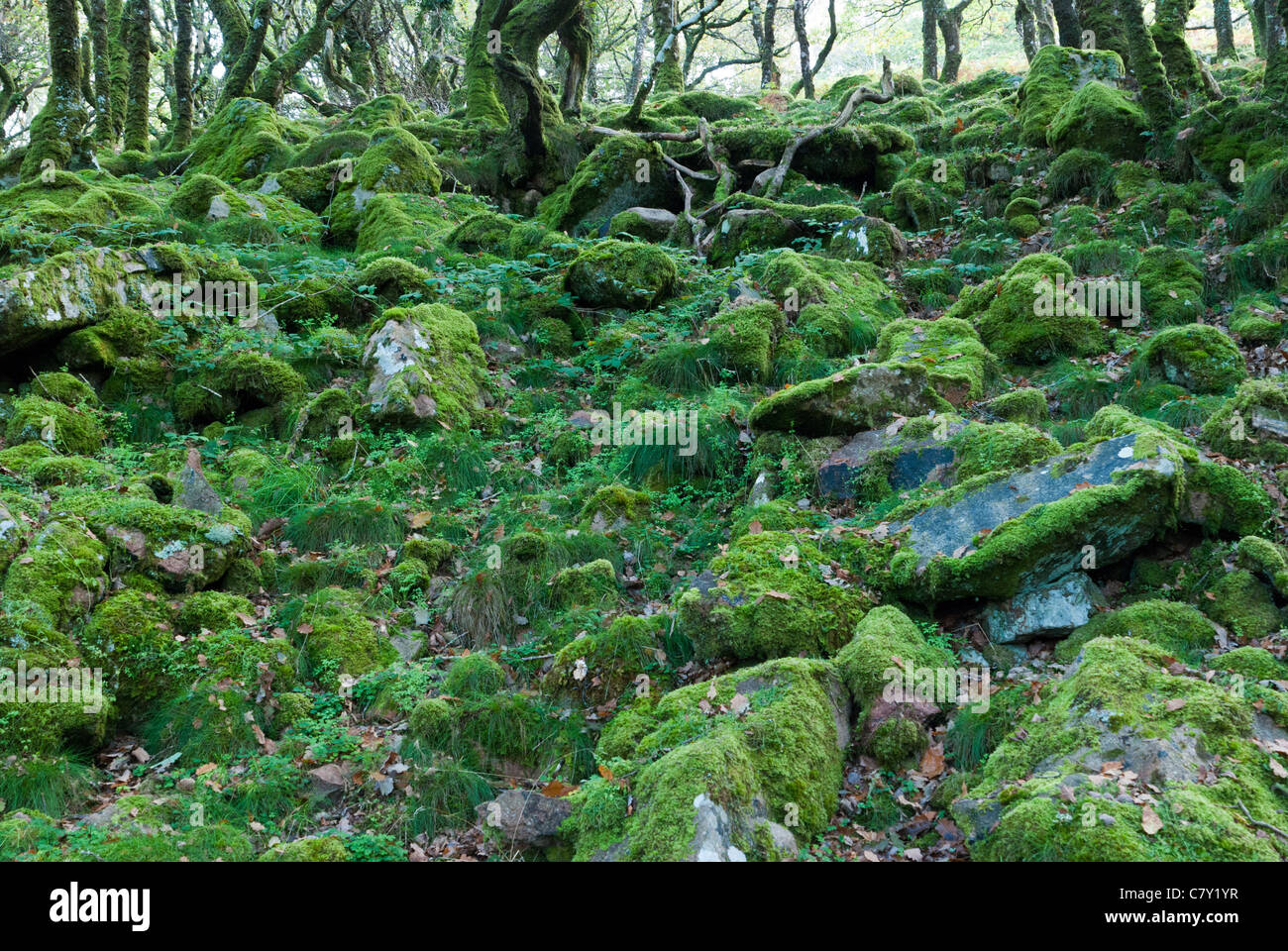 Moss rocks trees hi-res stock photography and images - Alamy
