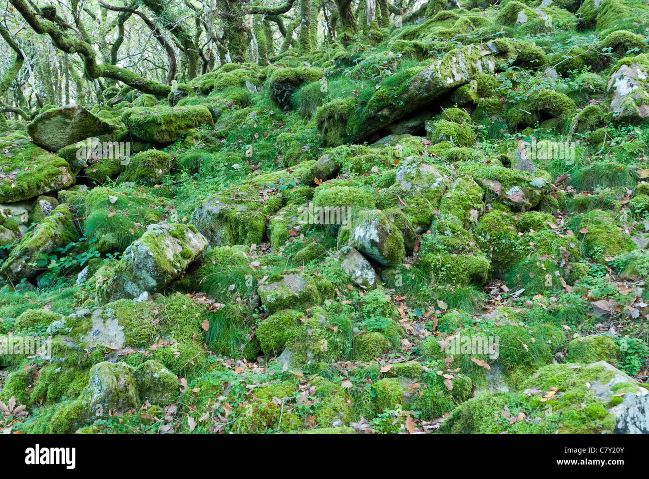 Moss rocks trees hi-res stock photography and images - Alamy