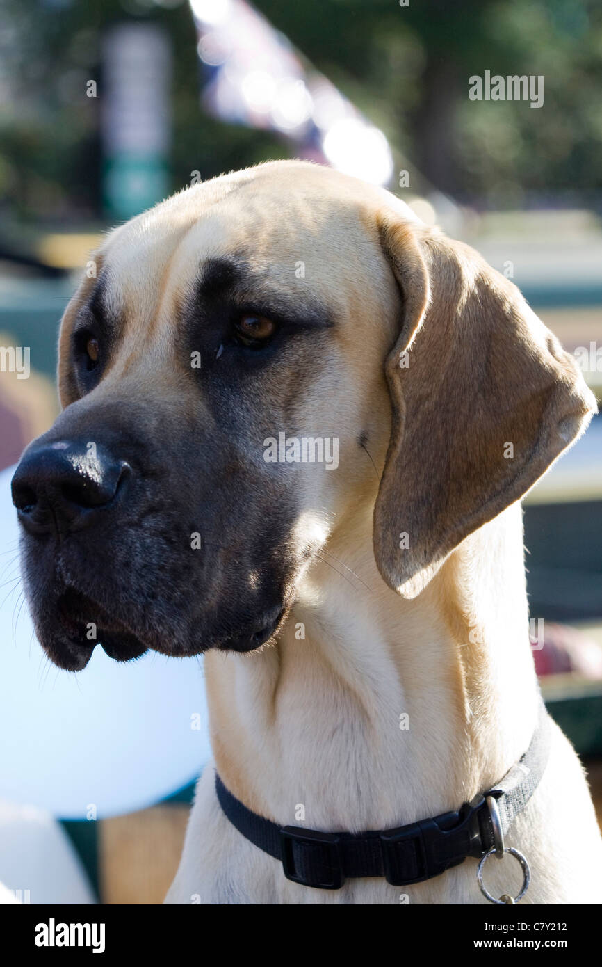 German mastiff hi-res stock photography and images - Alamy