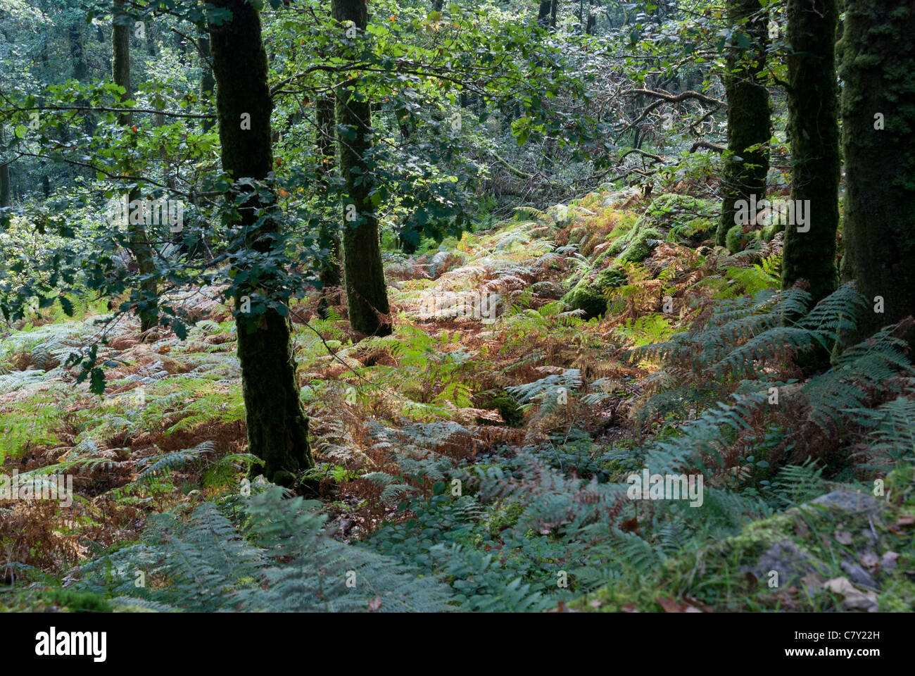 Trees surrounded by undergrowth of ferns Stock Photo - Alamy