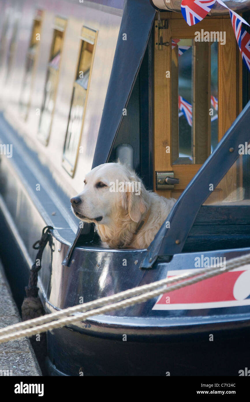 Dog on a canal barge looking out Canis lupus familiaris Stock Photo - Alamy