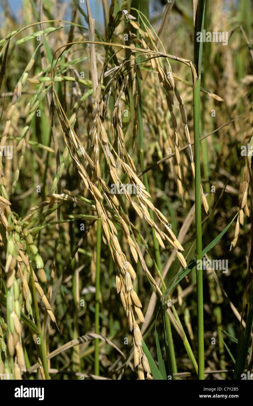 Neck blast (Pyricularia grisea) causing dead or blank ears of rice ...