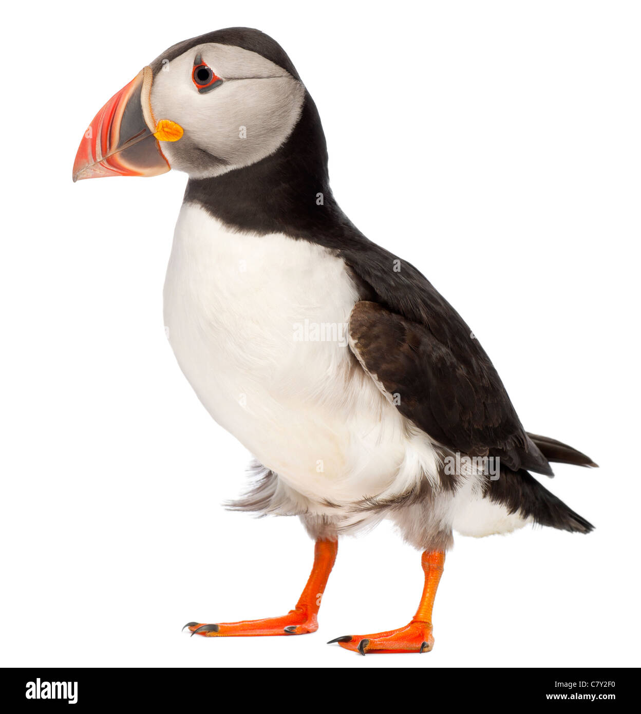 Atlantic Puffin or Common Puffin, Fratercula arctica, in front of white ...