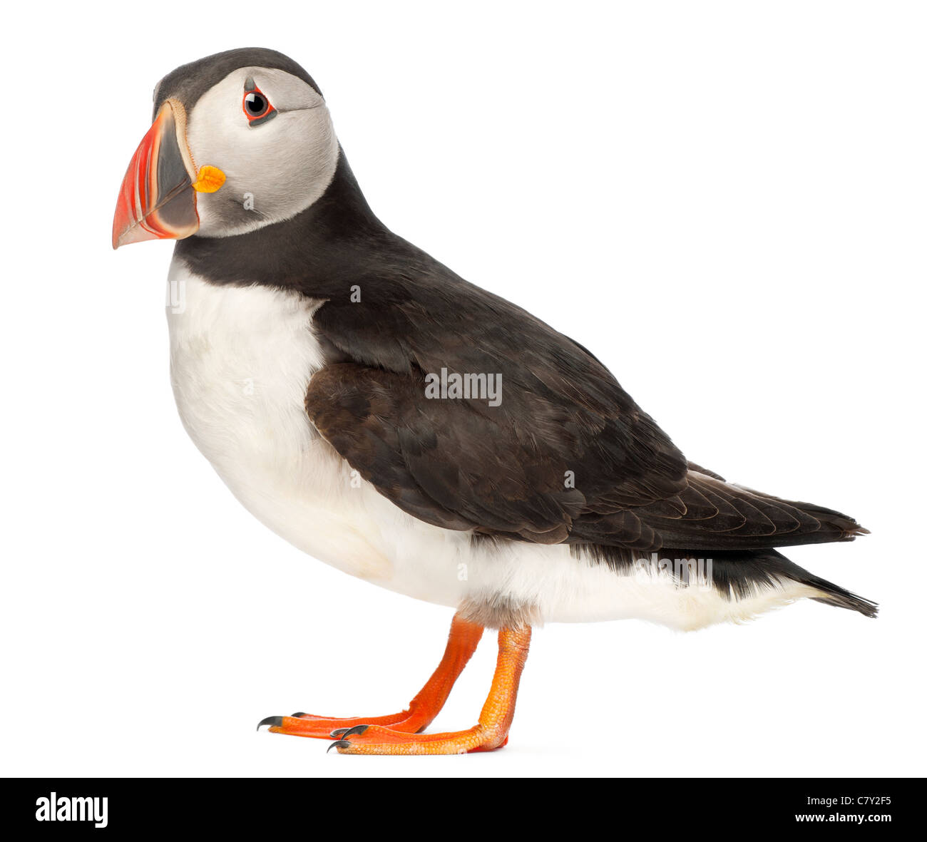 Atlantic Puffin or Common Puffin, Fratercula arctica, in front of white ...