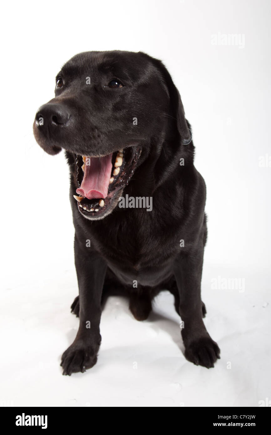 Black Labrador dog sitting on a white background panting Stock Photo ...